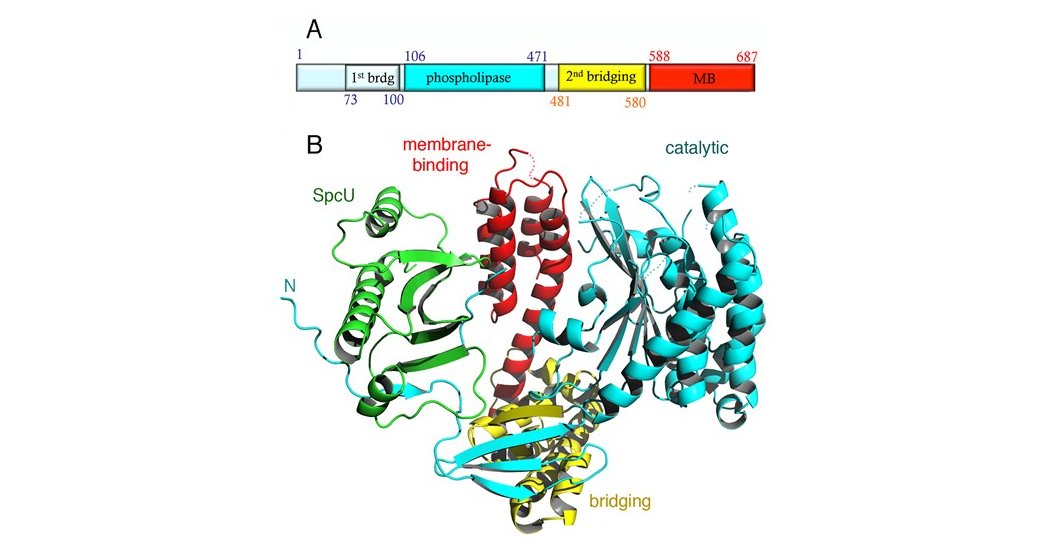 ExoU trafficking - IBS - Institut de Biologie Structurale - Grenoble ...