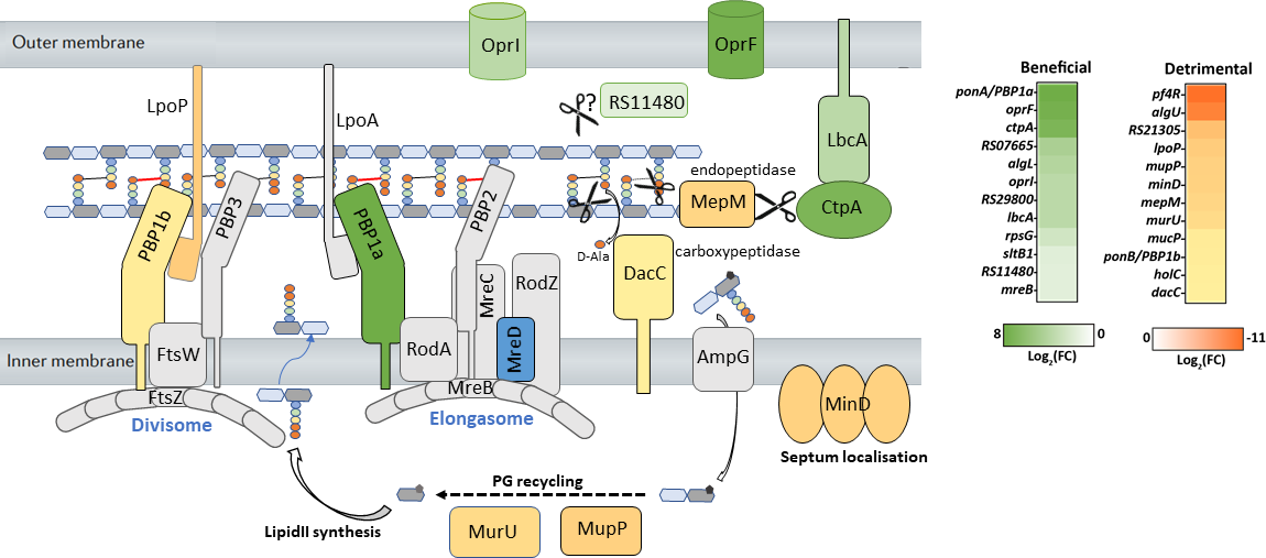 Paroi cellulaire de Pseudomonas - IBS - Institut de Biologie ...