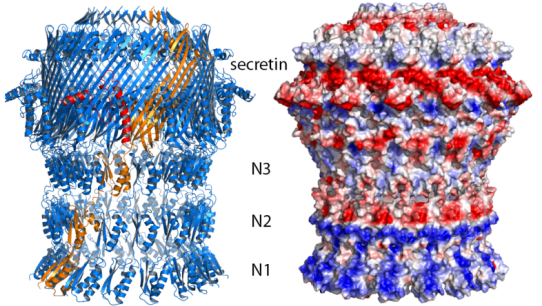 Virulence factors and secretion systems - IBS - Institut de Biologie ...