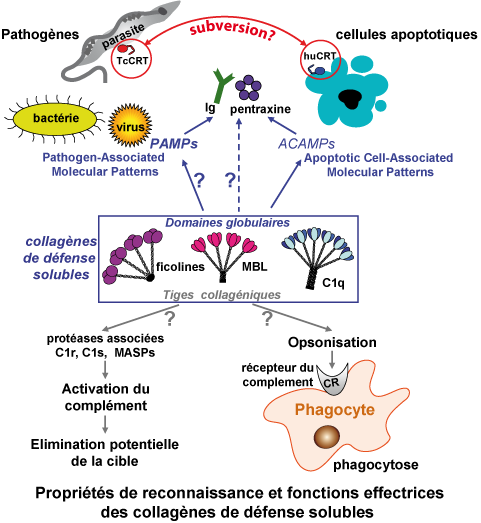 Mimétisme Moléculaire; mimetisme antigenique; mimetisme arn