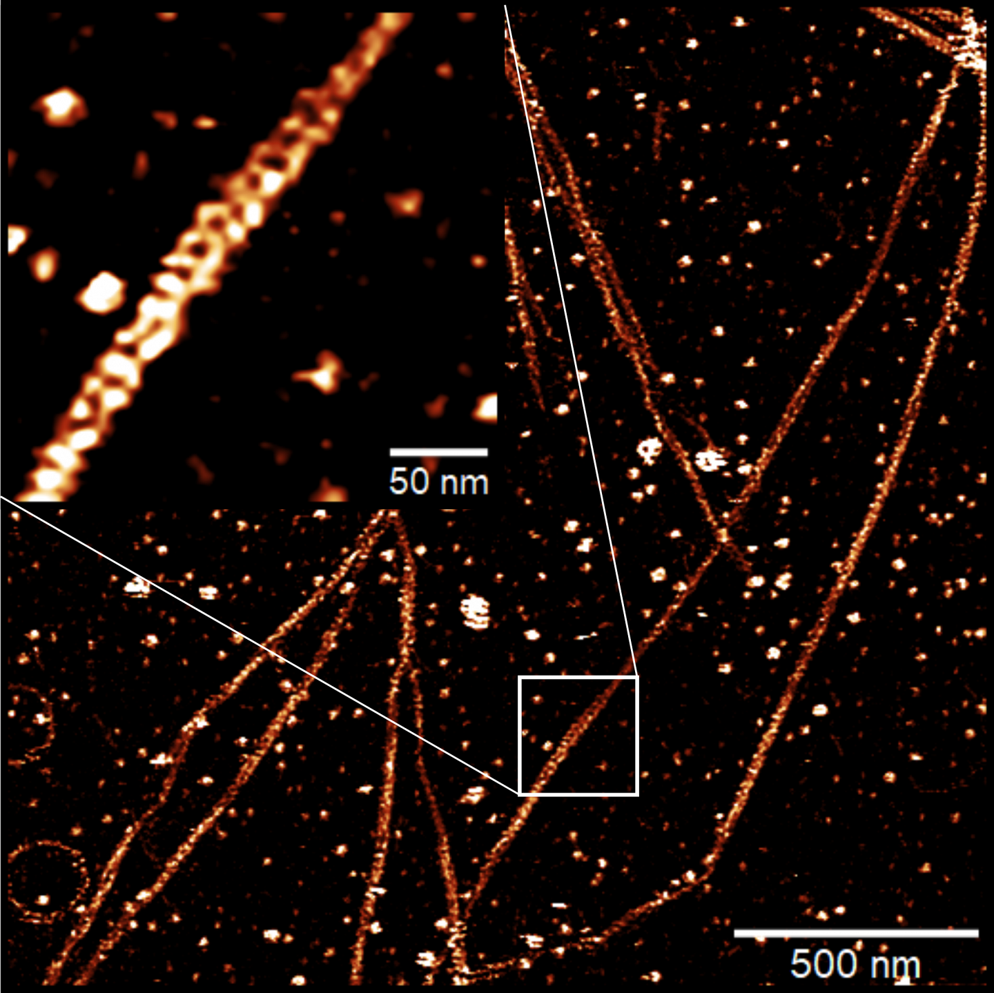 Les protéines intrinsèquement désordonnées des tardigrades s'auto ...