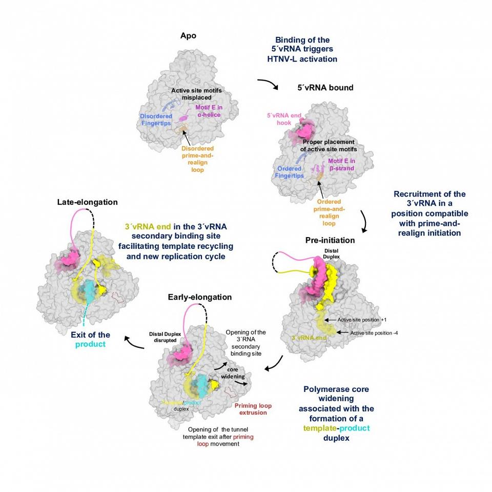 Film moléculaire de la réplication du génome des Hantavirus par la ...