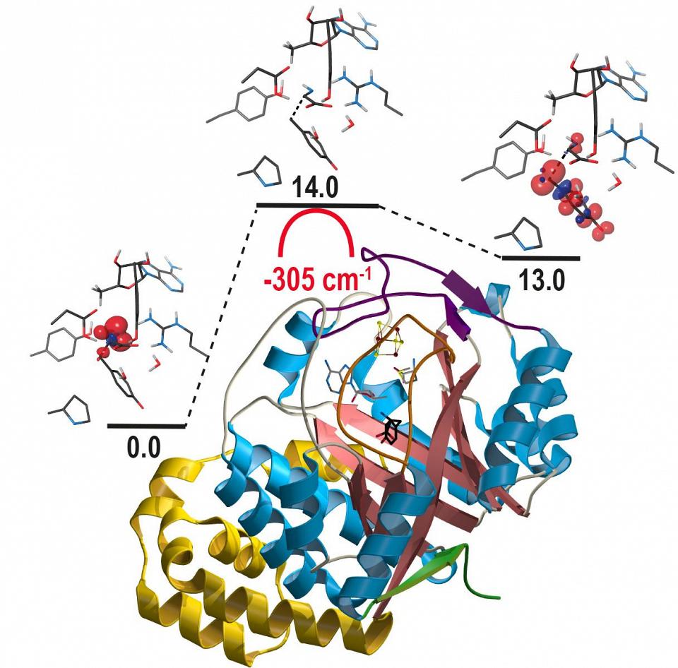 Radical chemistry : how radical SAM enzymes control it - IBS - Institut ...