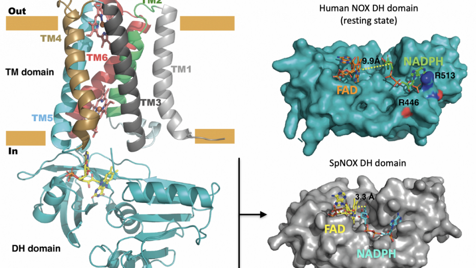 IBS - Institut de Biologie Structurale - Grenoble / France