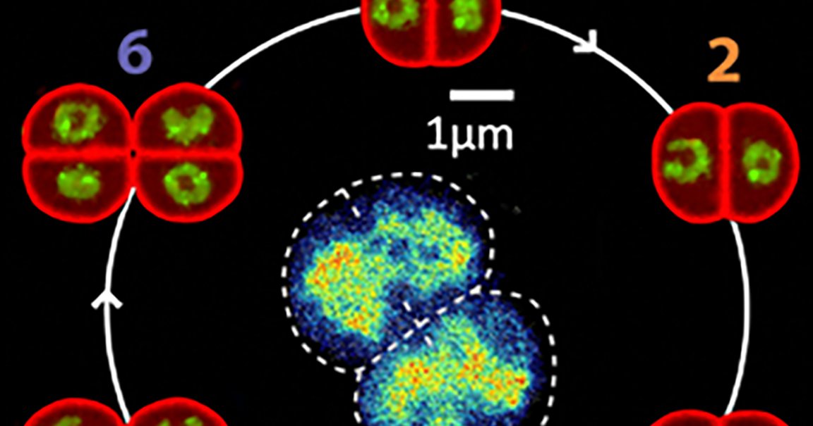 Structure and dynamics of the nucleoid - IBS - Institut de Biologie ...
