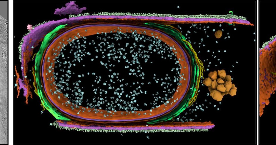 Bacterial spore envelope - IBS - Institut de Biologie Structurale ...