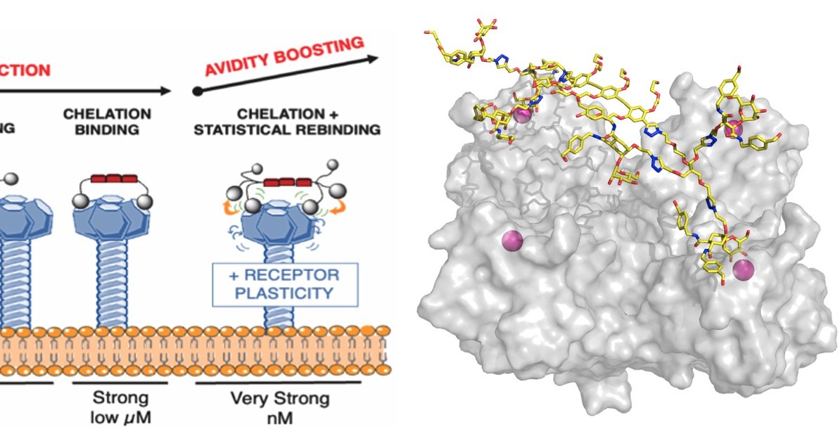 Deep into multivalency : Unravelling molecular mechanism of avidity for ...