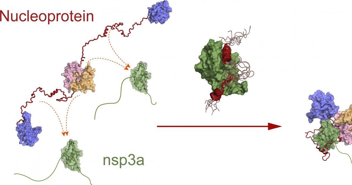 An essential interaction folds the nucleoprotein of the SARS-CoV-2 ...