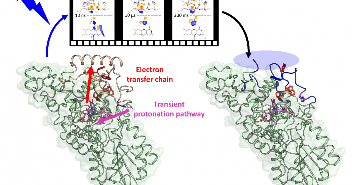 A molecular movie sheds light on cryptochrome photoreception - IBS ...