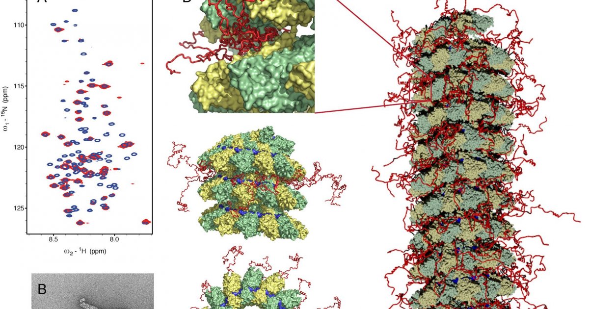 Intrinsically disordered proteins - IBS - Institut de Biologie ...