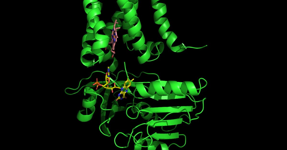 Équipe Membrane & Immunité (Franck Fieschi) - IBS - Institut de ...