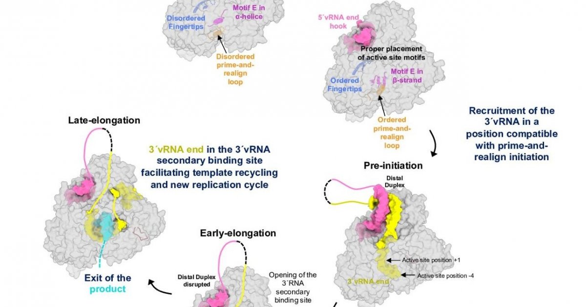 Film moléculaire de la réplication du génome des Hantavirus par la ...