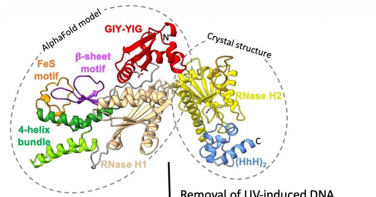 UvrC needs to open up to repair UV-induced DNA damage - IBS - Institut de Biologie Structurale ...