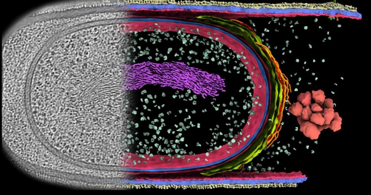 La cryo-FIB-tomographie révèle l’assemblage de structures cellulaires ...