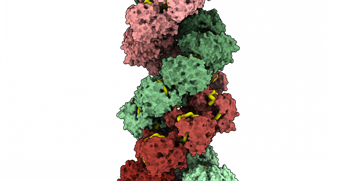 High resolution model for Influenza virus genome - IBS - Institut de ...