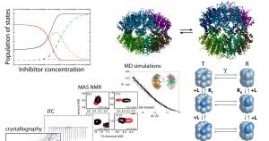 Mécanisme d'activation allostérique d'une enzyme par un inhibiteur ...