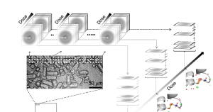 Radiation damage and dose limits in serial synchrotron crystallography ...