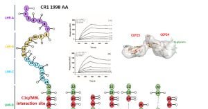 C1q and MBL opsonins use a common anchor site on the CR1 receptor - IBS ...