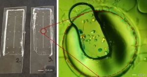A microfluidic device for both on-chip dialysis protein crystallization ...