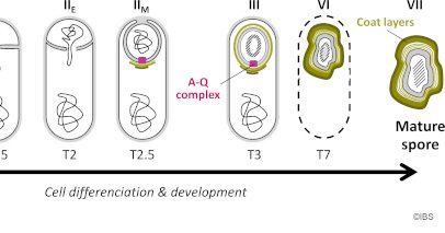 Bacterial spore envelope - IBS - Institut de Biologie Structurale ...