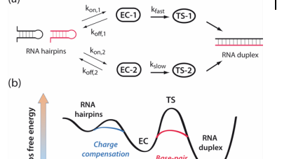 RNA conformational transitions and RNA chaperone activity (2017) - IBS - Institut de Biologie ...