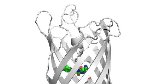 Fluorescent proteins - IBS - Institut de Biologie Structurale ...
