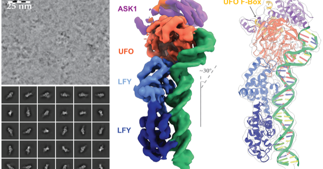 Two proteins join forces to make flowers - IBS - Institut de Biologie ...