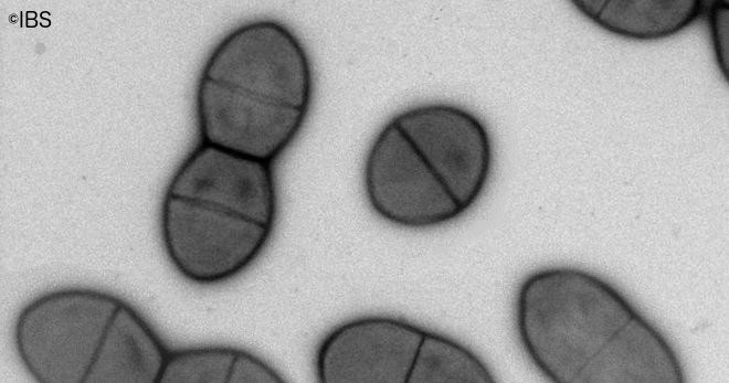 Enveloppe cellulaire du pneumocoque - IBS - Institut de Biologie ...