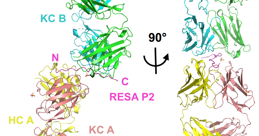 A new method for the agnostic isolation of human monoclonal antibodies ...