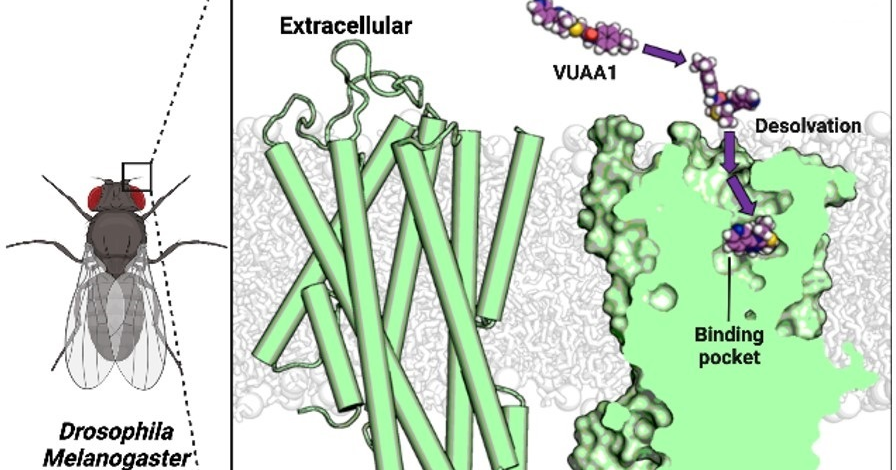 Insect’s olfaction : molecular caving in a co-receptor - IBS - Institut ...