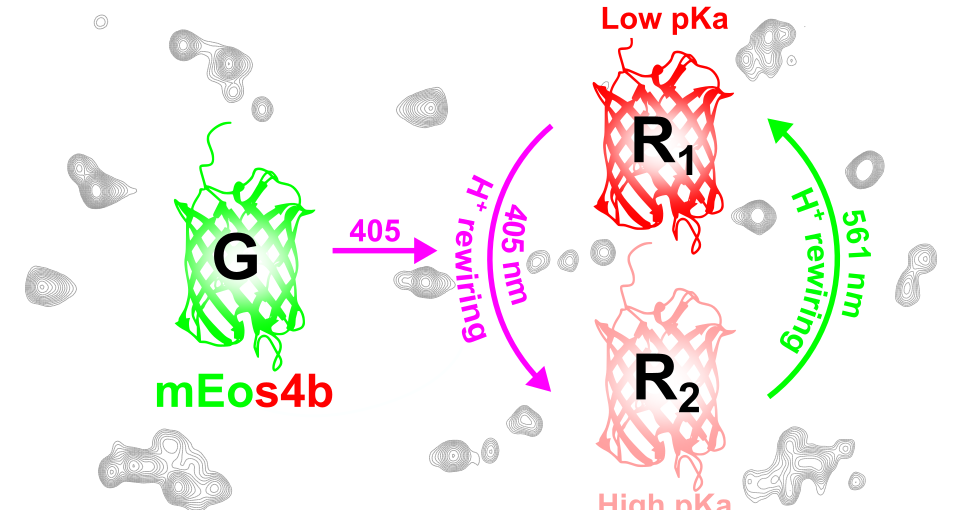 Positive photoswitching in mEos4b (2025) - IBS - Institut de Biologie ...